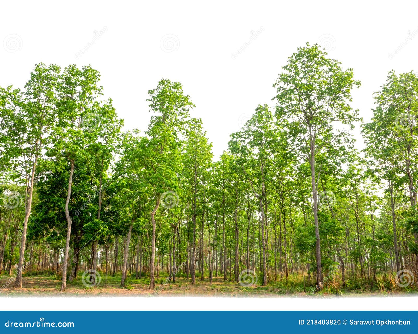 Trees Isolated on White Background. Forest and Foliage in Summer Stock ...
