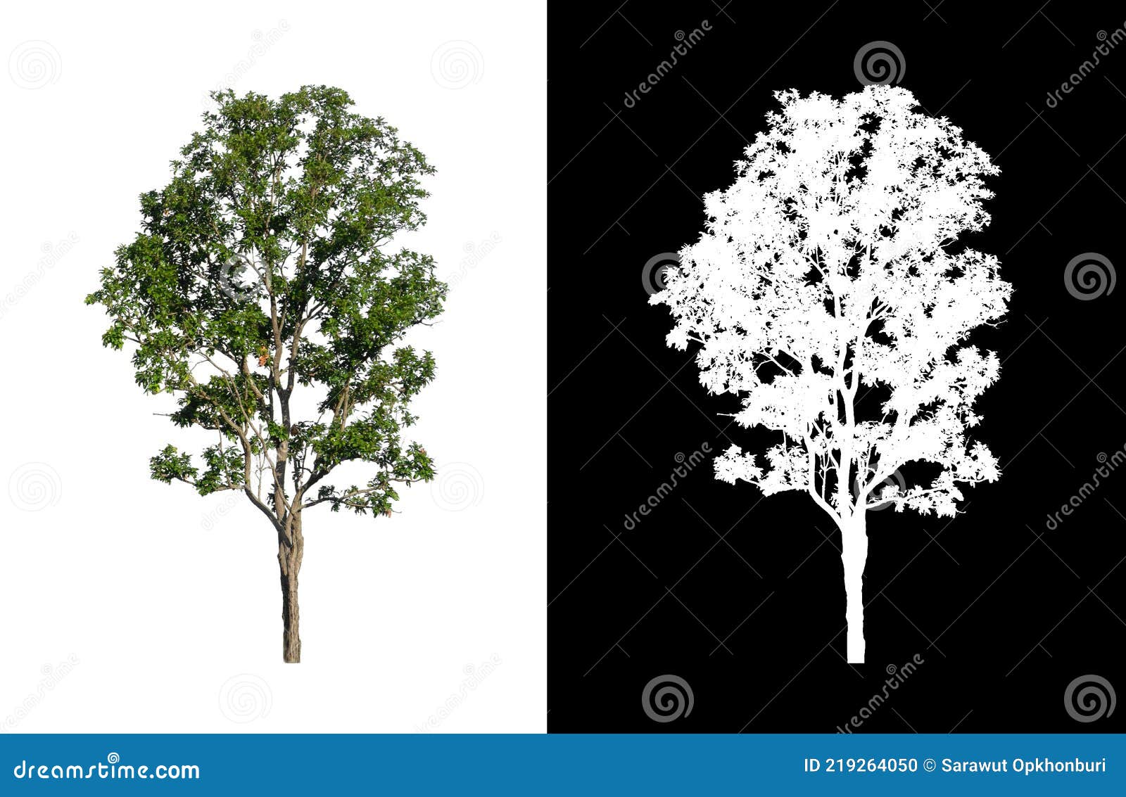 Tree that are Isolated on White Background are Suitable for Both ...
