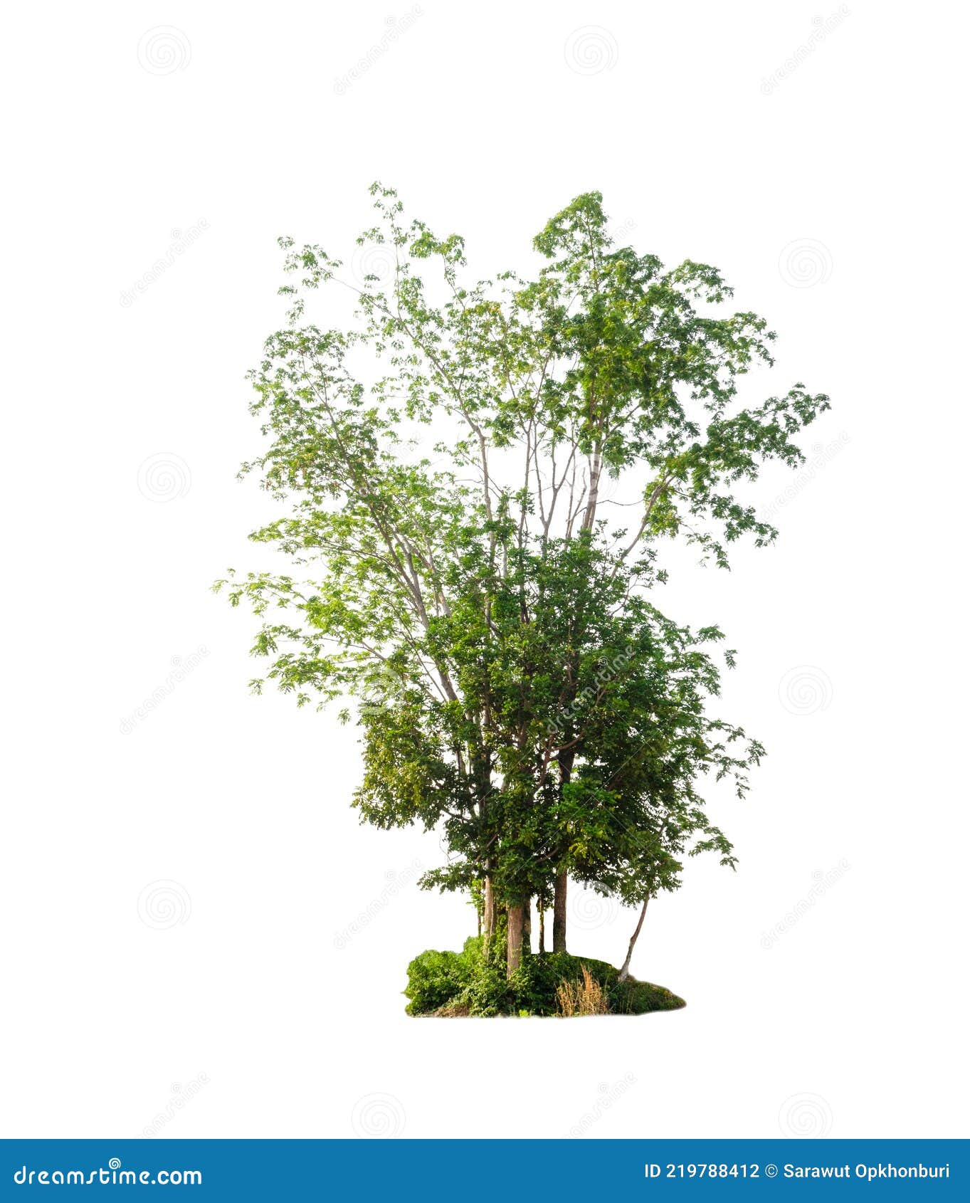 Trees that are Isolated on a White Background are Suitable for Both ...