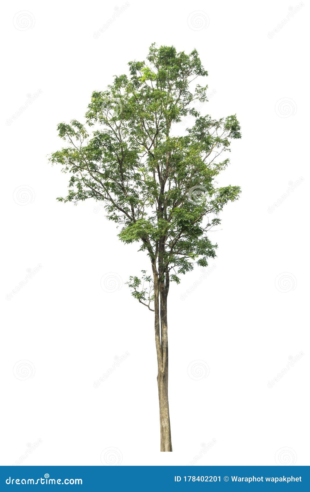Trees on a Isolated White Background Stock Image - Image of green ...