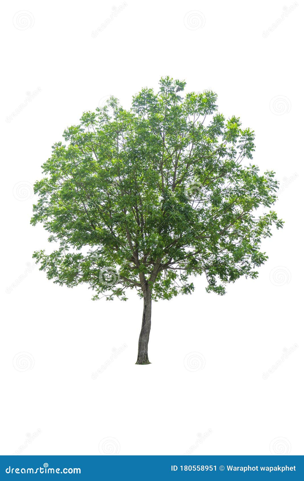 Trees on a Isolated White Background Stock Image - Image of background ...