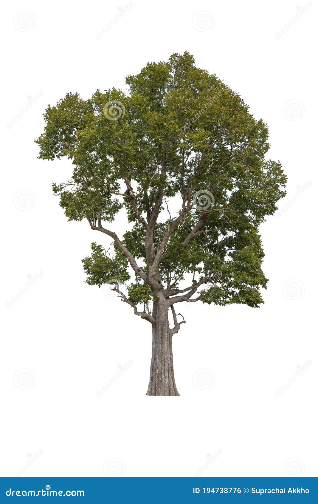 Trees Isolated on White Background Stock Photo - Image of isolated ...