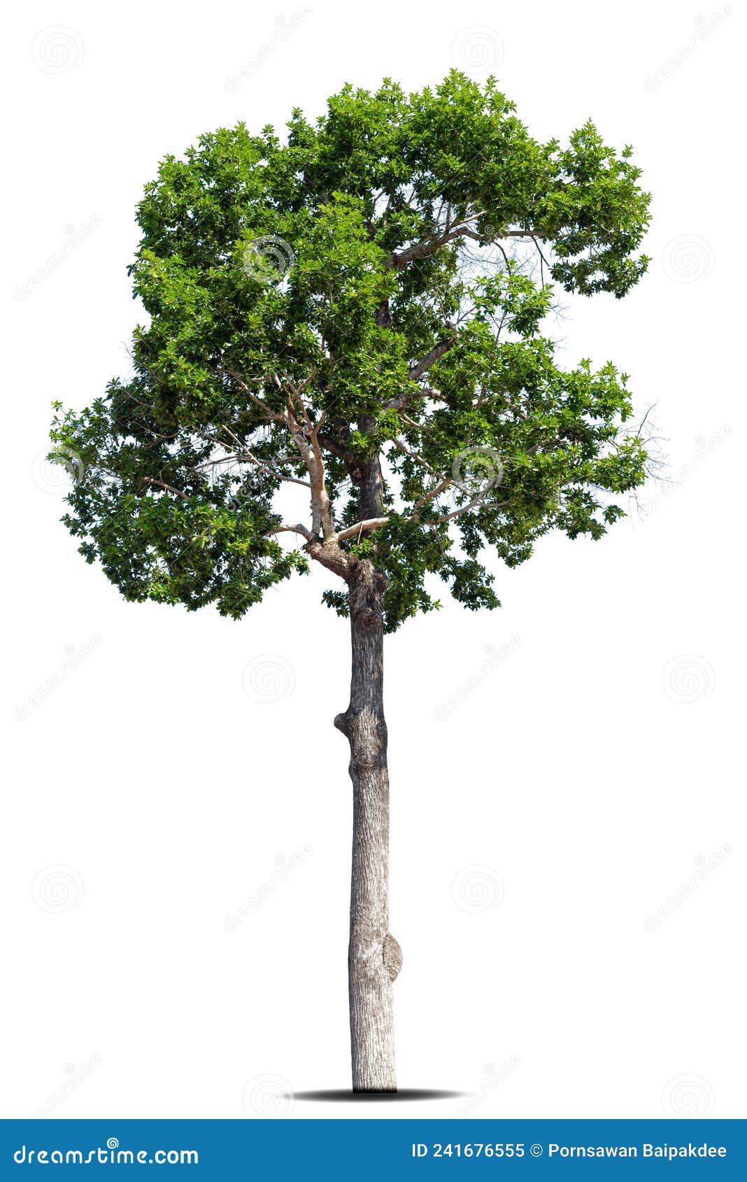 Trees Isolated on White Background Stock Image - Image of woods ...