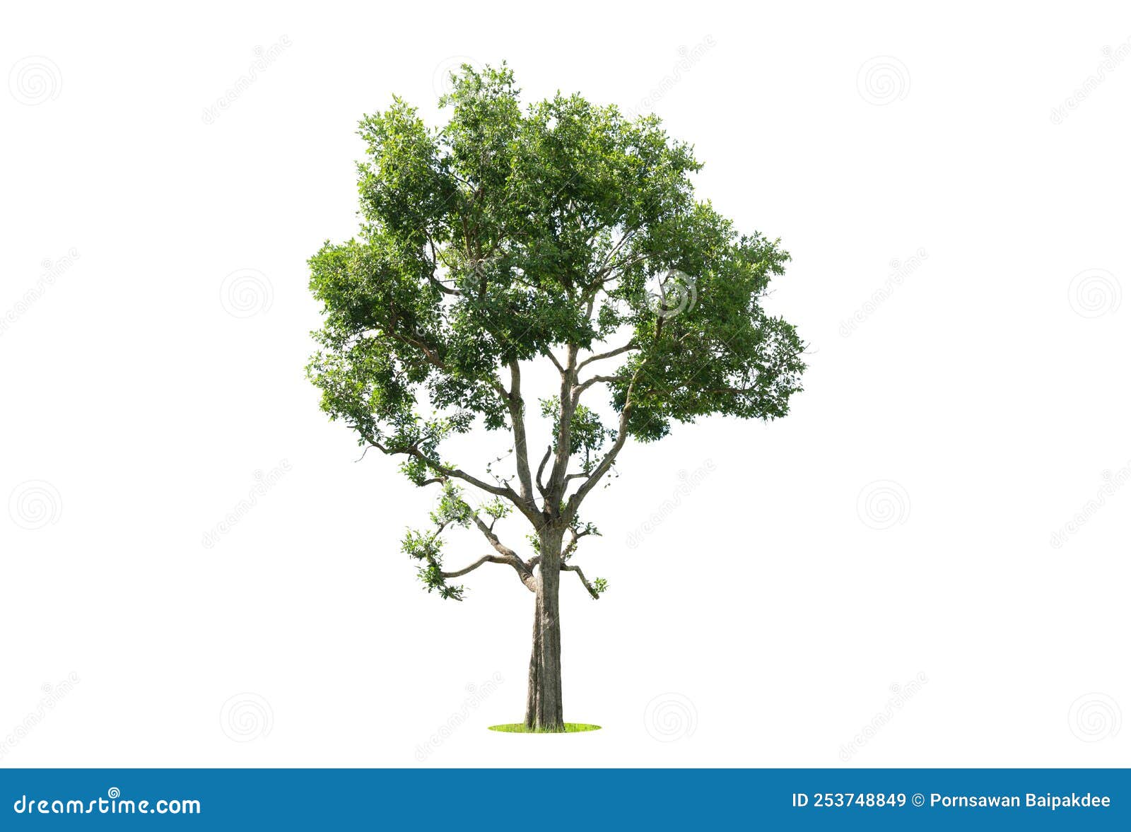 Trees Isolated on White Background, Stock Image - Image of botany, thai ...