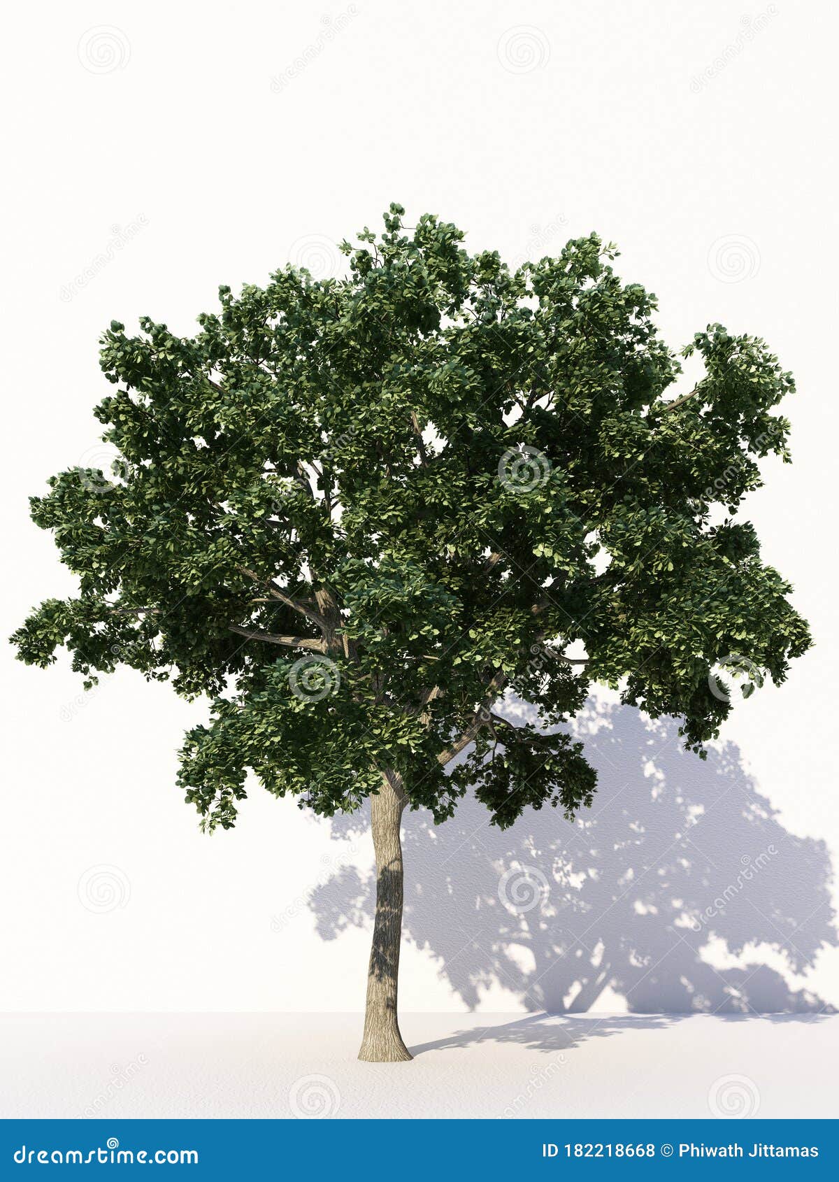 Trees Isolated on White Background Stock Illustration - Illustration of ...