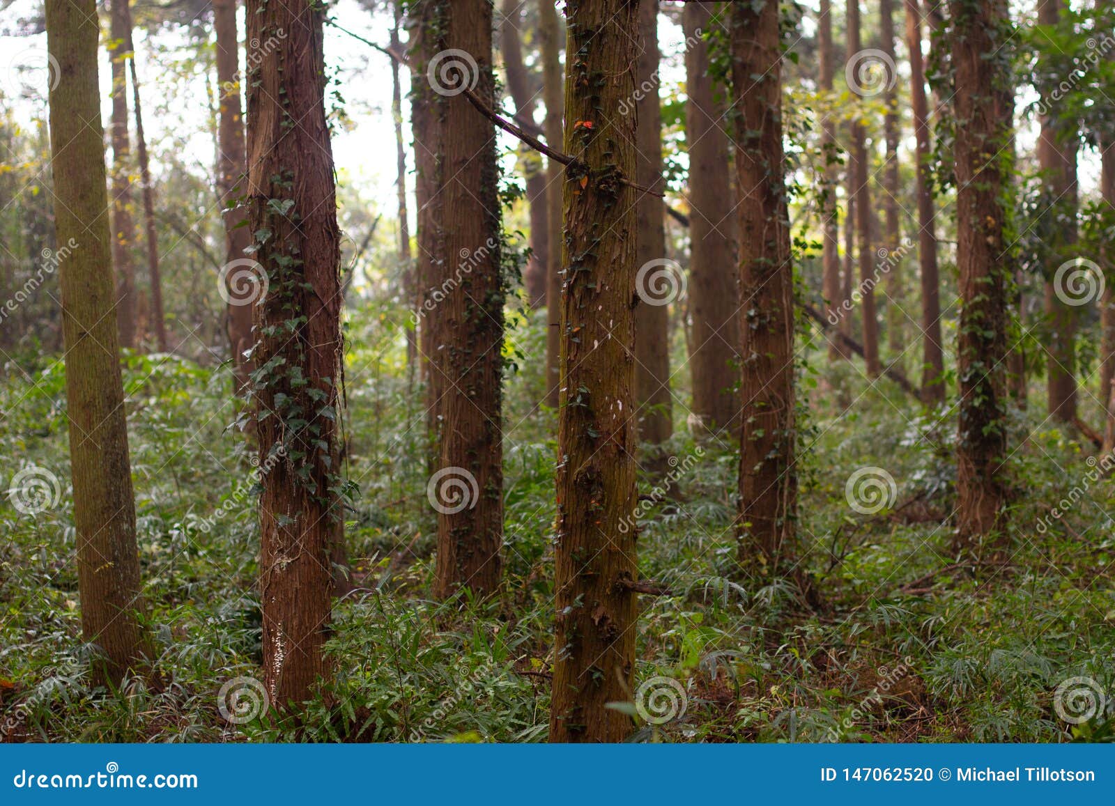 Trees in a Forest in Japan stock photo. Image of trunk - 147062520