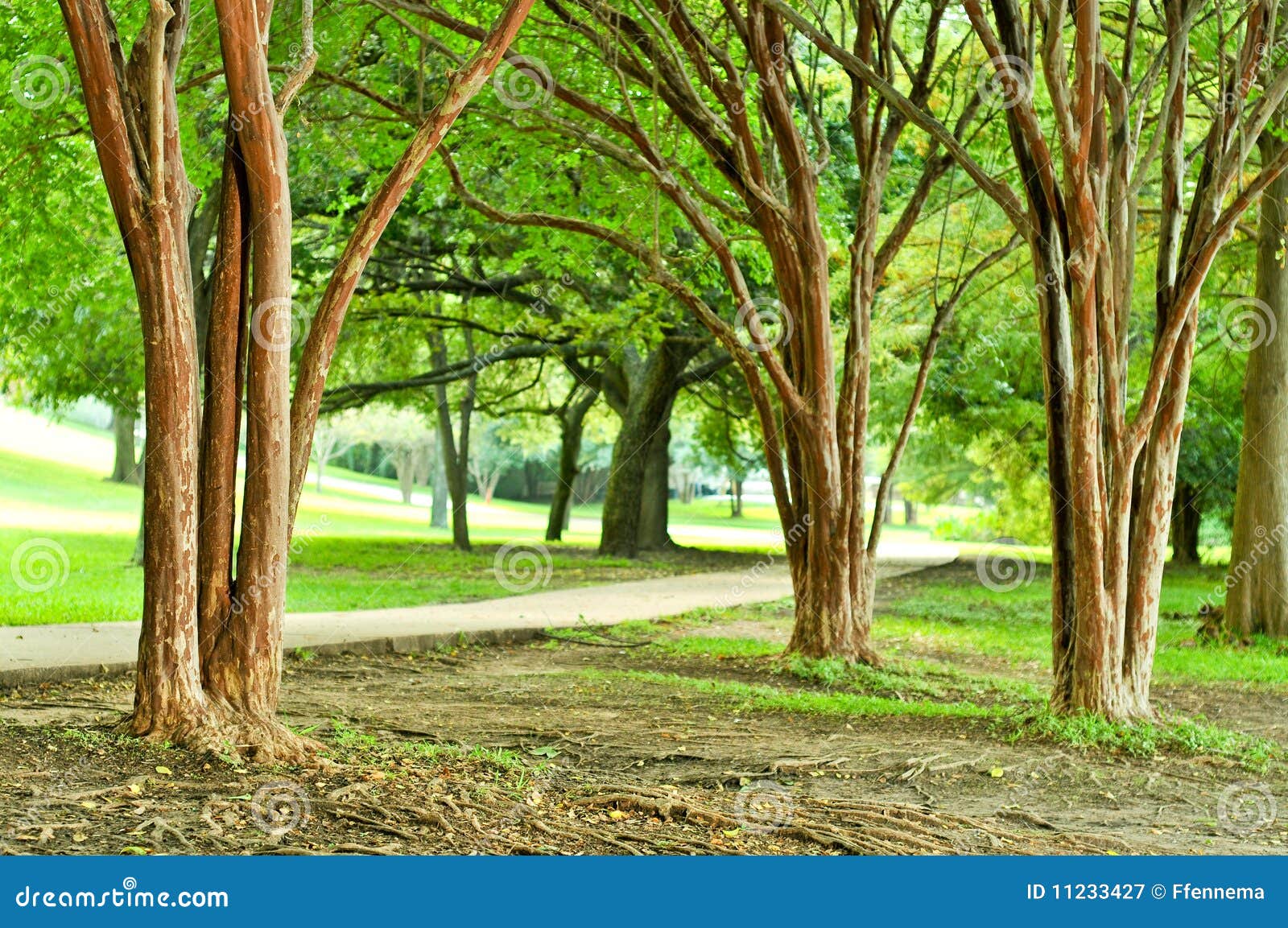 Trees by a jogging path stock image. Image of woods, trees - 11233427