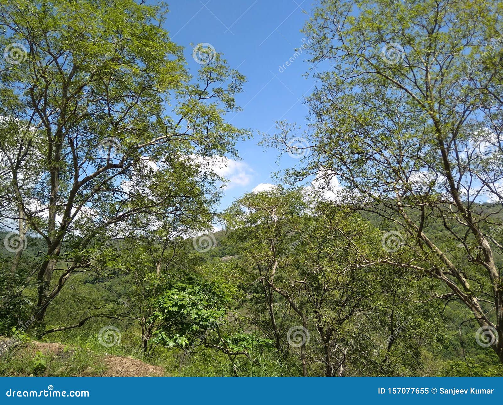 Trees in the jungal stock image. Image of jungal, trees - 157077655