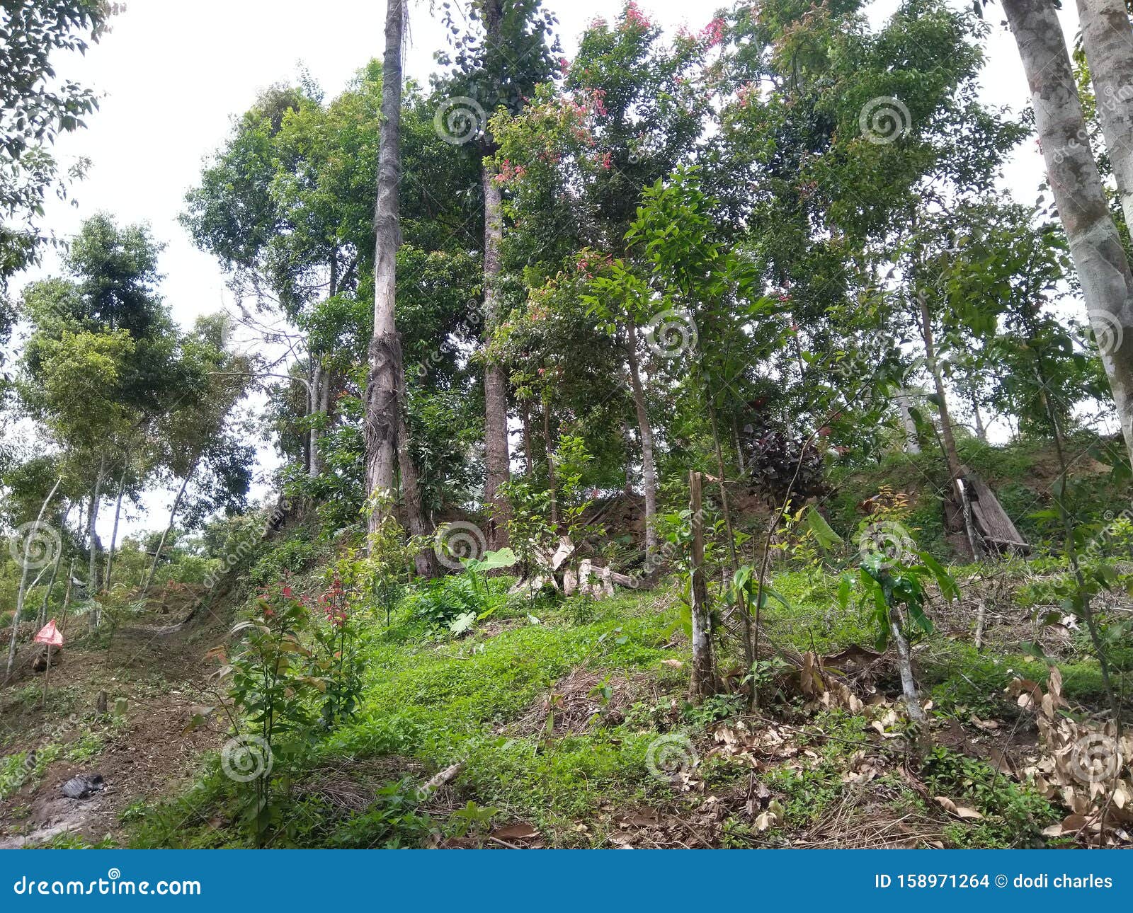 Trees stock photo. Image of jungle, sumatra, barat, trees - 158971264