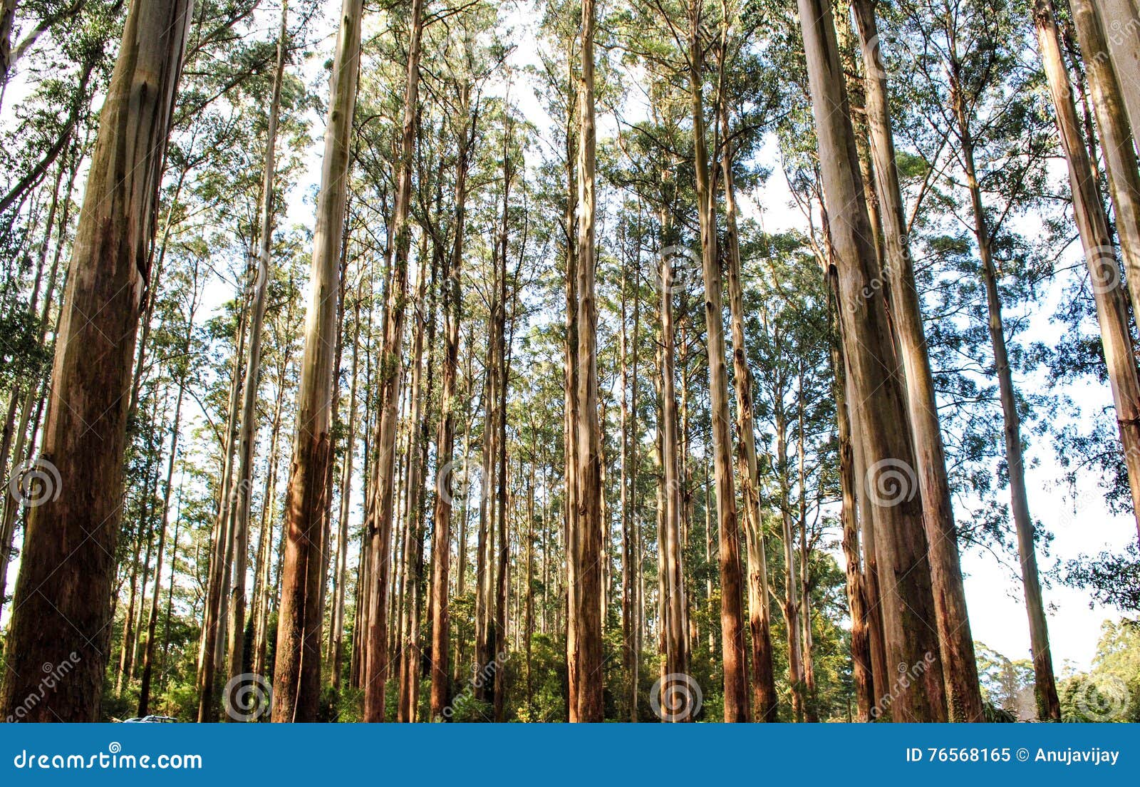 Trees in the jungle stock image. Image of growth, environment - 76568165