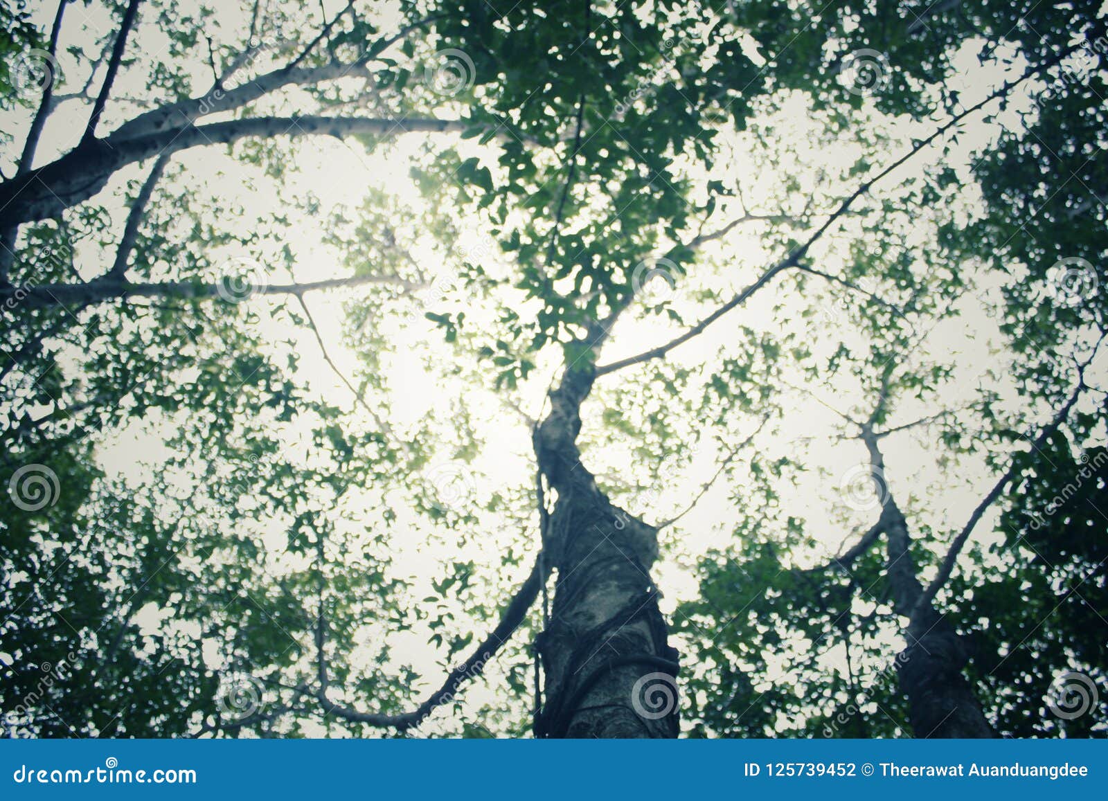 Trees in the Jungle with Low Angle and Daylight Stock Photo - Image of ...