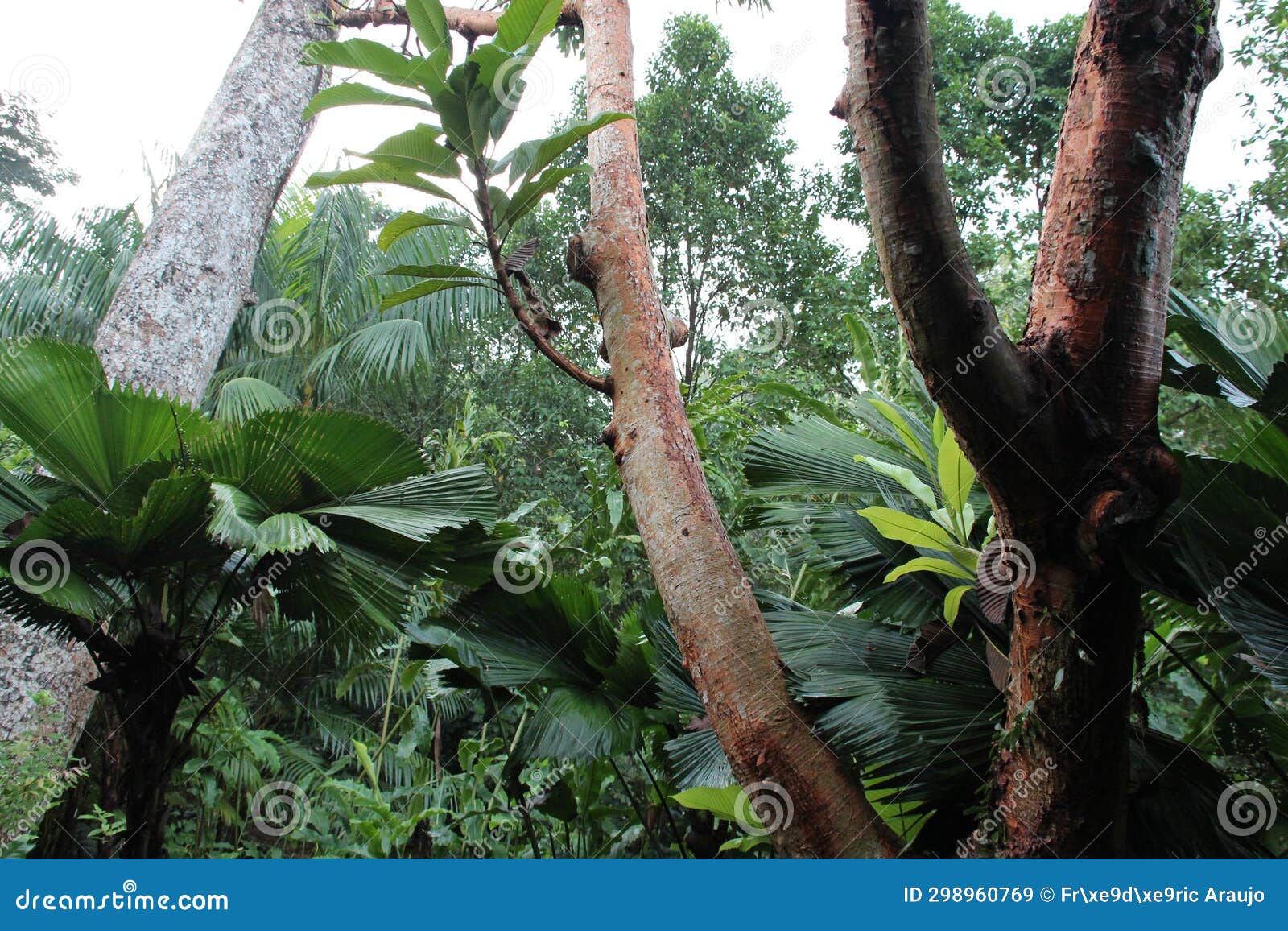 Trees in the Jungle - Singapore Stock Image - Image of forest, bark ...
