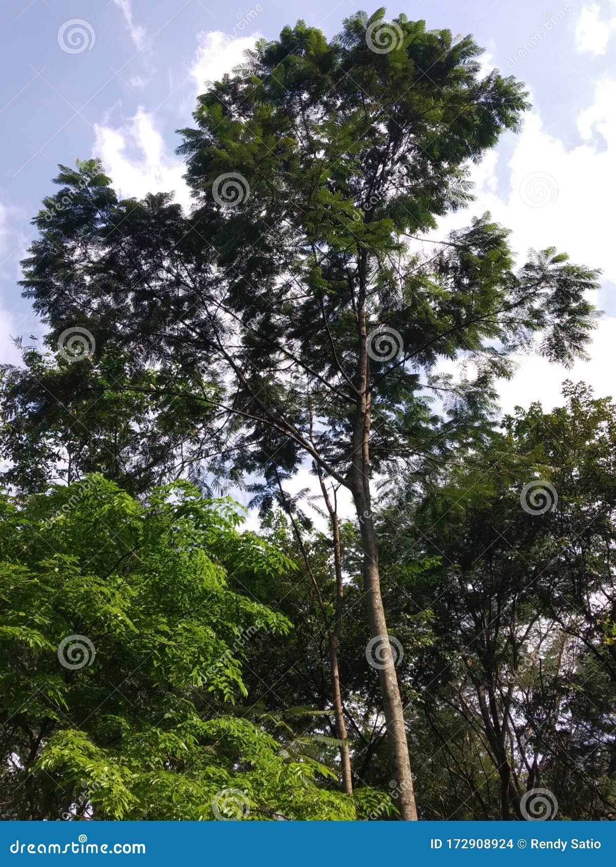 Trees at Kebun Raya Bogor stock photo. Image of trees - 172908924