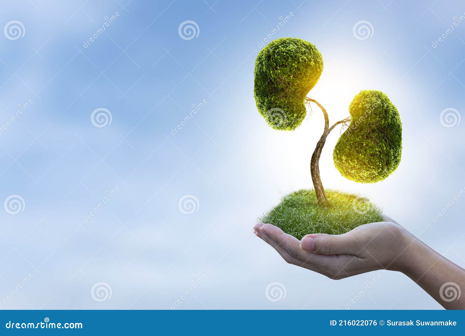 Trees Kidneys, 3D Environmental and Medical Concepts Stock Photo ...