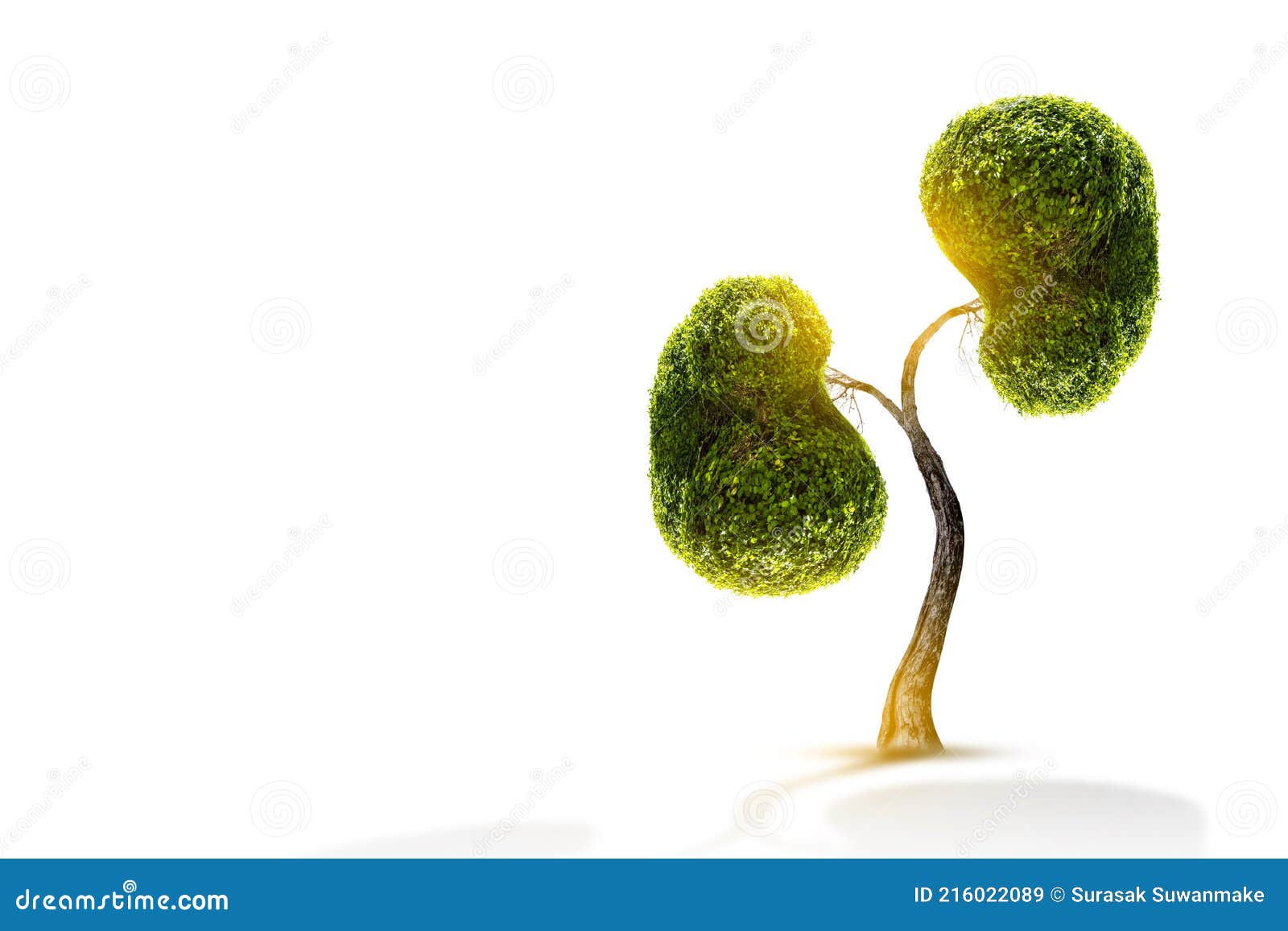 Trees Kidneys, 3D Environmental and Medical Concepts Stock Image ...