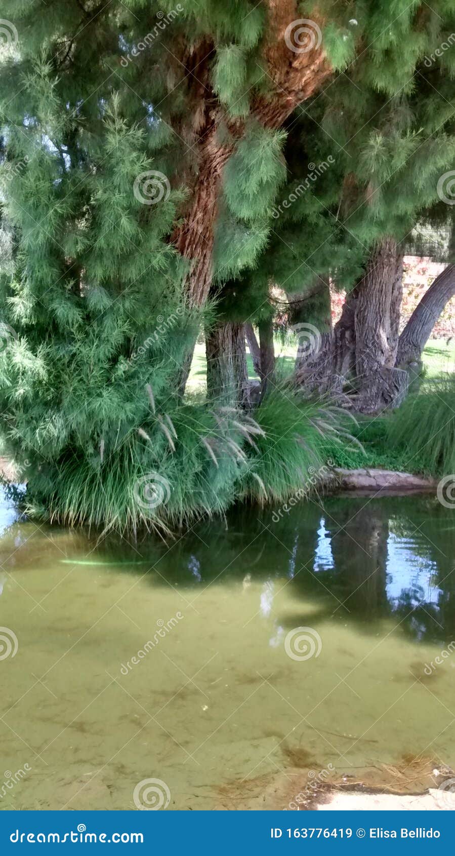 Trees in a Lagoon stock image. Image of nature, greenery - 163776419