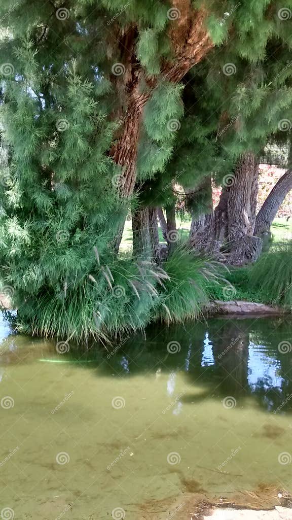 Trees in a Lagoon stock image. Image of nature, greenery - 163776419