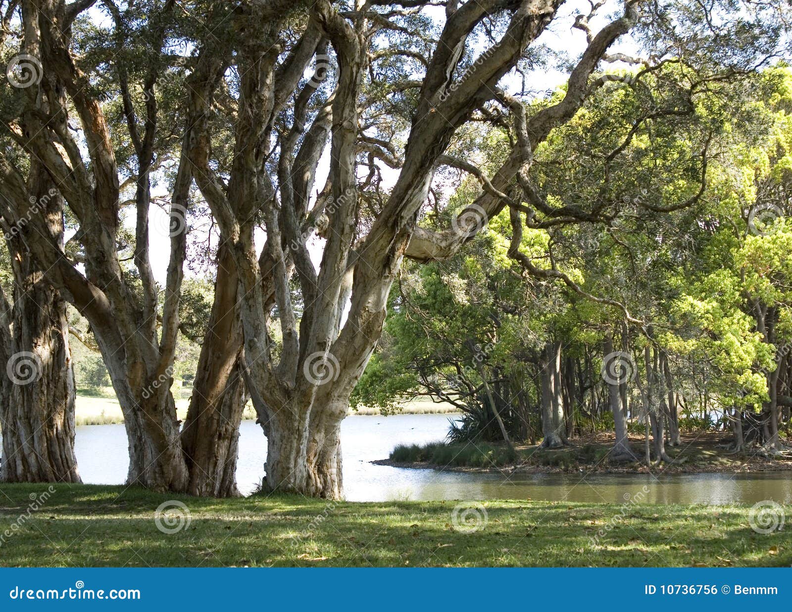 Trees by a lake stock photo. Image of water, grassland - 10736756
