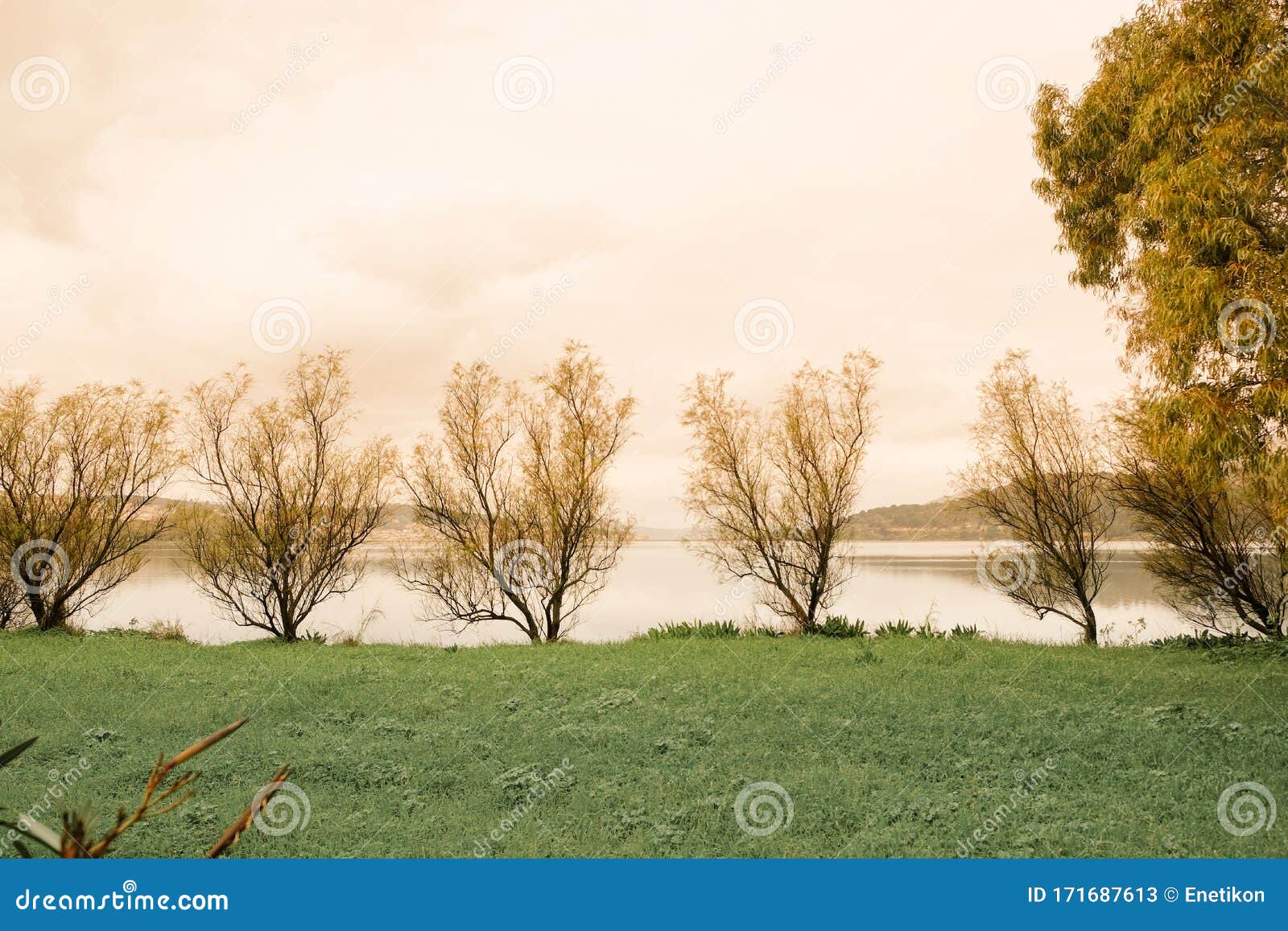 Trees at the lake stock image. Image of lake, nature - 171687613