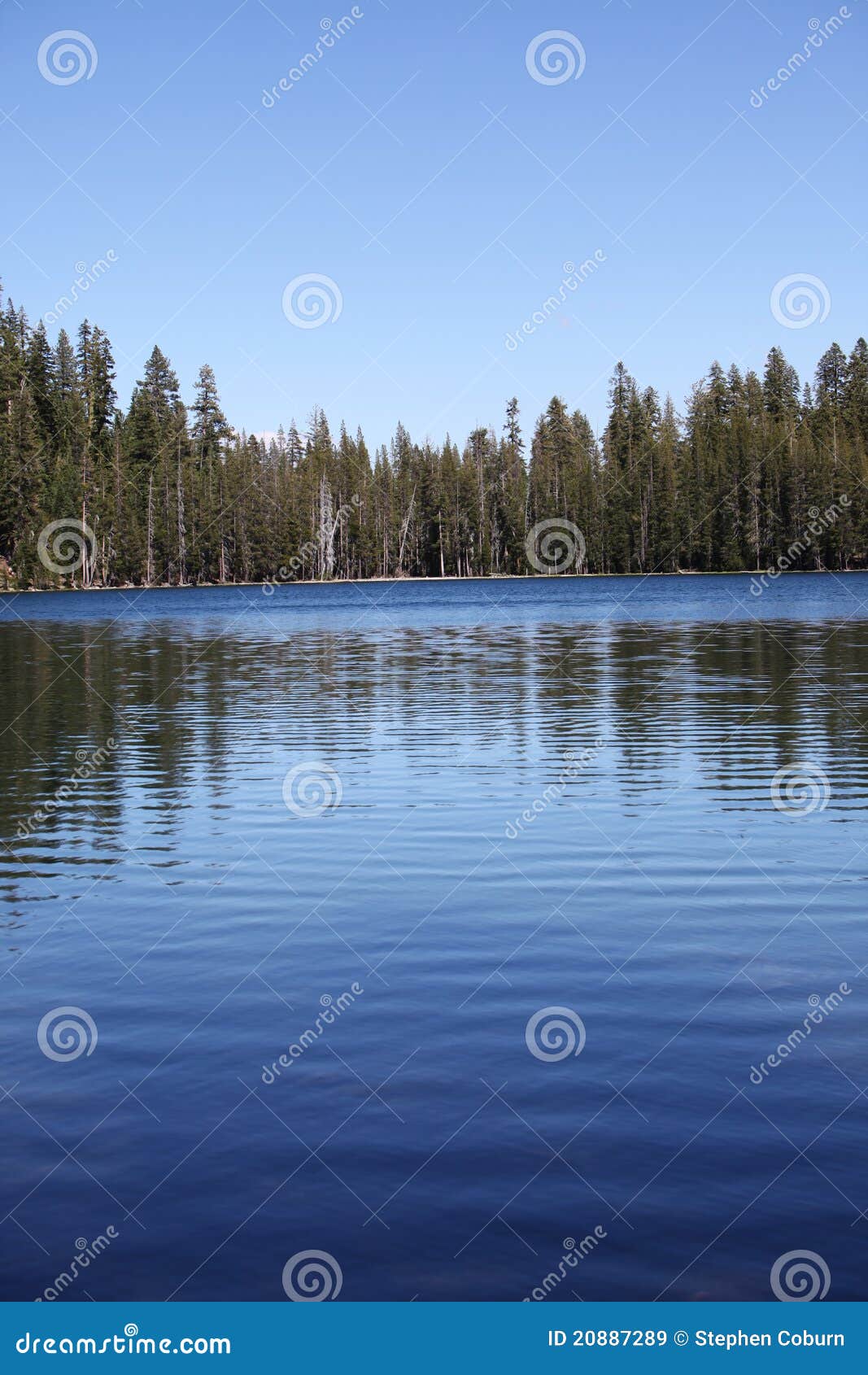 Trees and Lake stock image. Image of bush, nature, remote - 20887289
