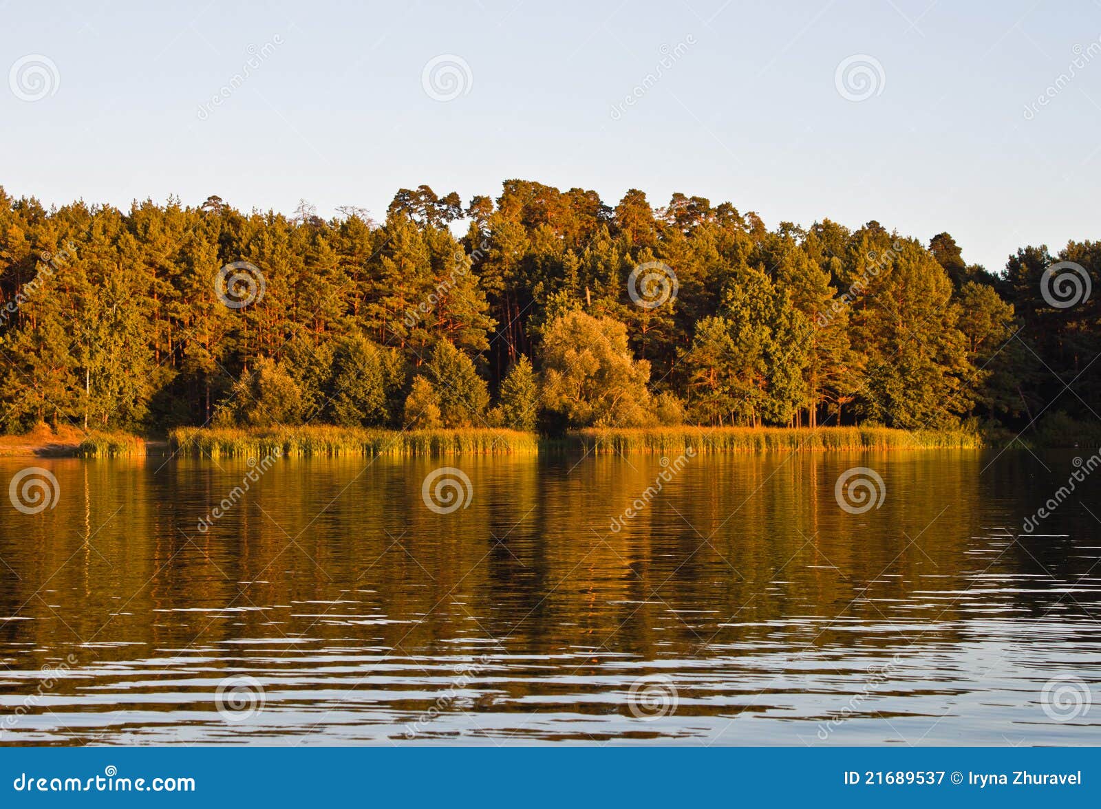 Trees and Lake stock image. Image of lush, environment - 21689537