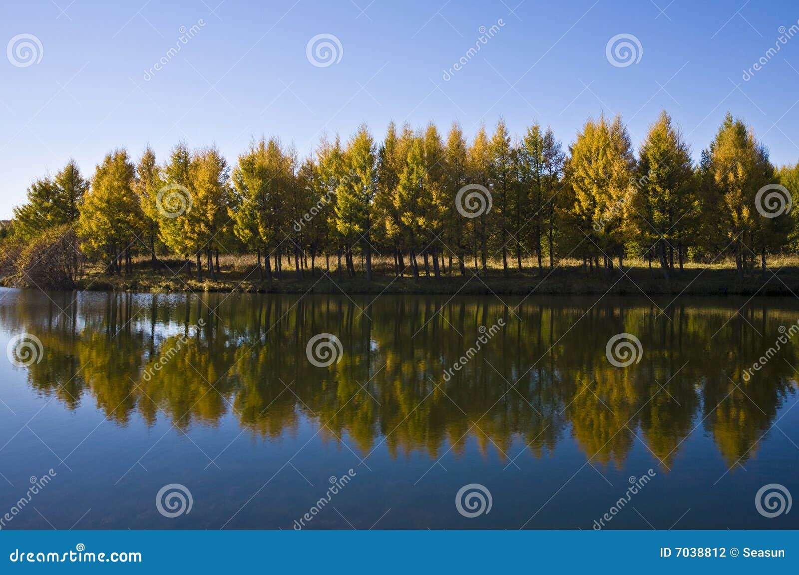 Trees by a lake stock photo. Image of larch, autumn, lake - 7038812