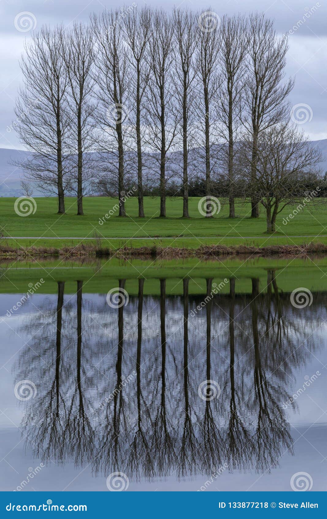 Trees by a Lake in Cumbria, England Stock Photo - Image of outdoors ...