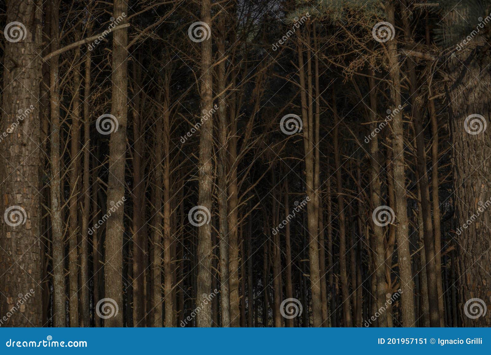 Trees in Lake Park Forest in Salto, Uruguay Stock Image - Image of bark ...