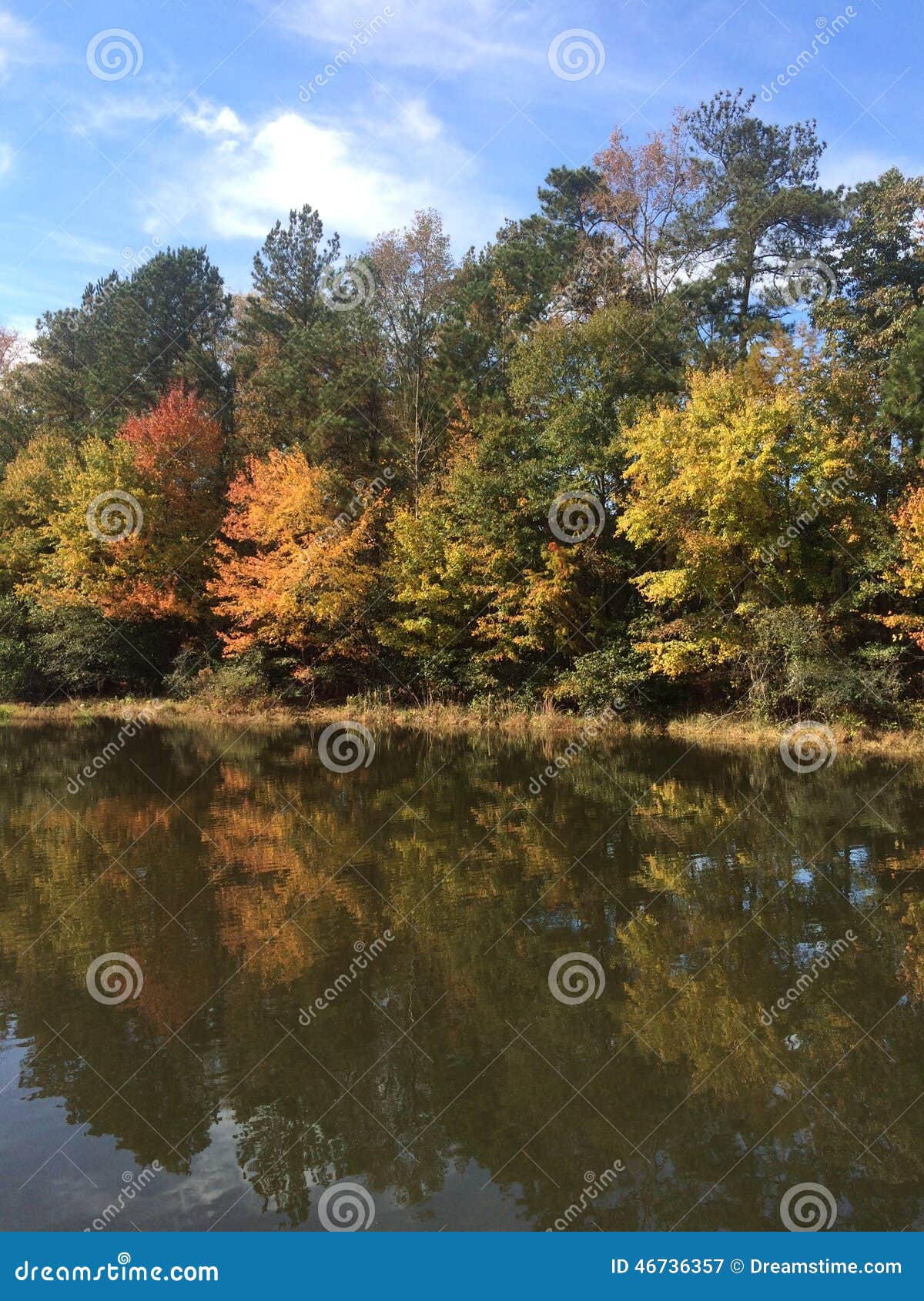 Trees and Lake stock image. Image of trees, nature, shot - 46736357