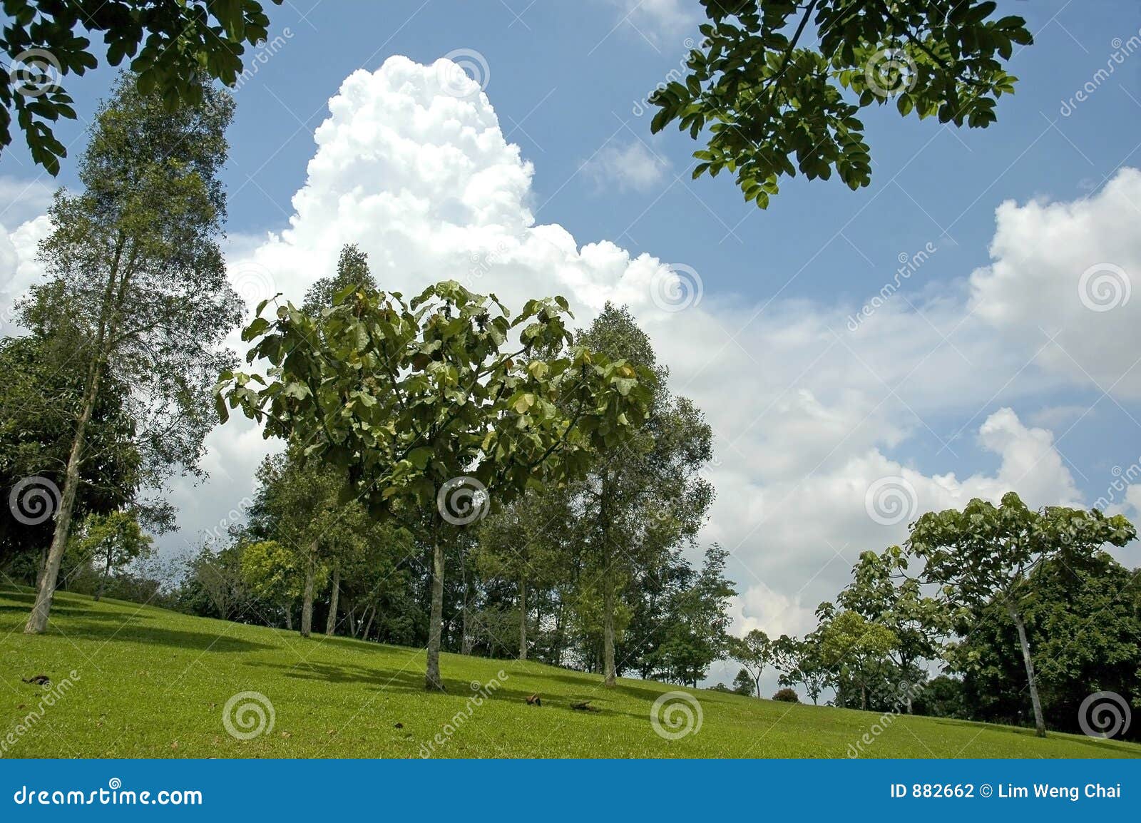Trees landscape stock photo. Image of landscape, nature - 882662