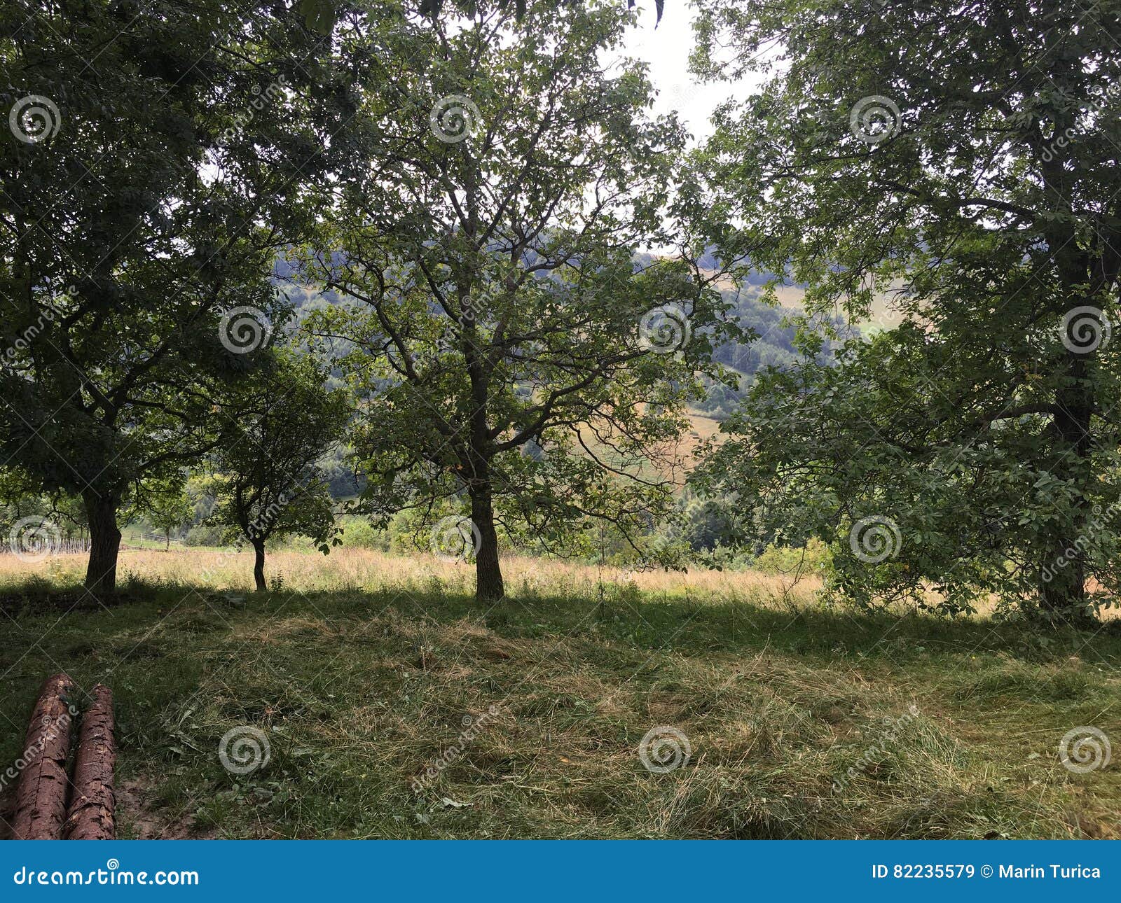 Trees Landscape in Summer Day Stock Image - Image of bridge, glade ...
