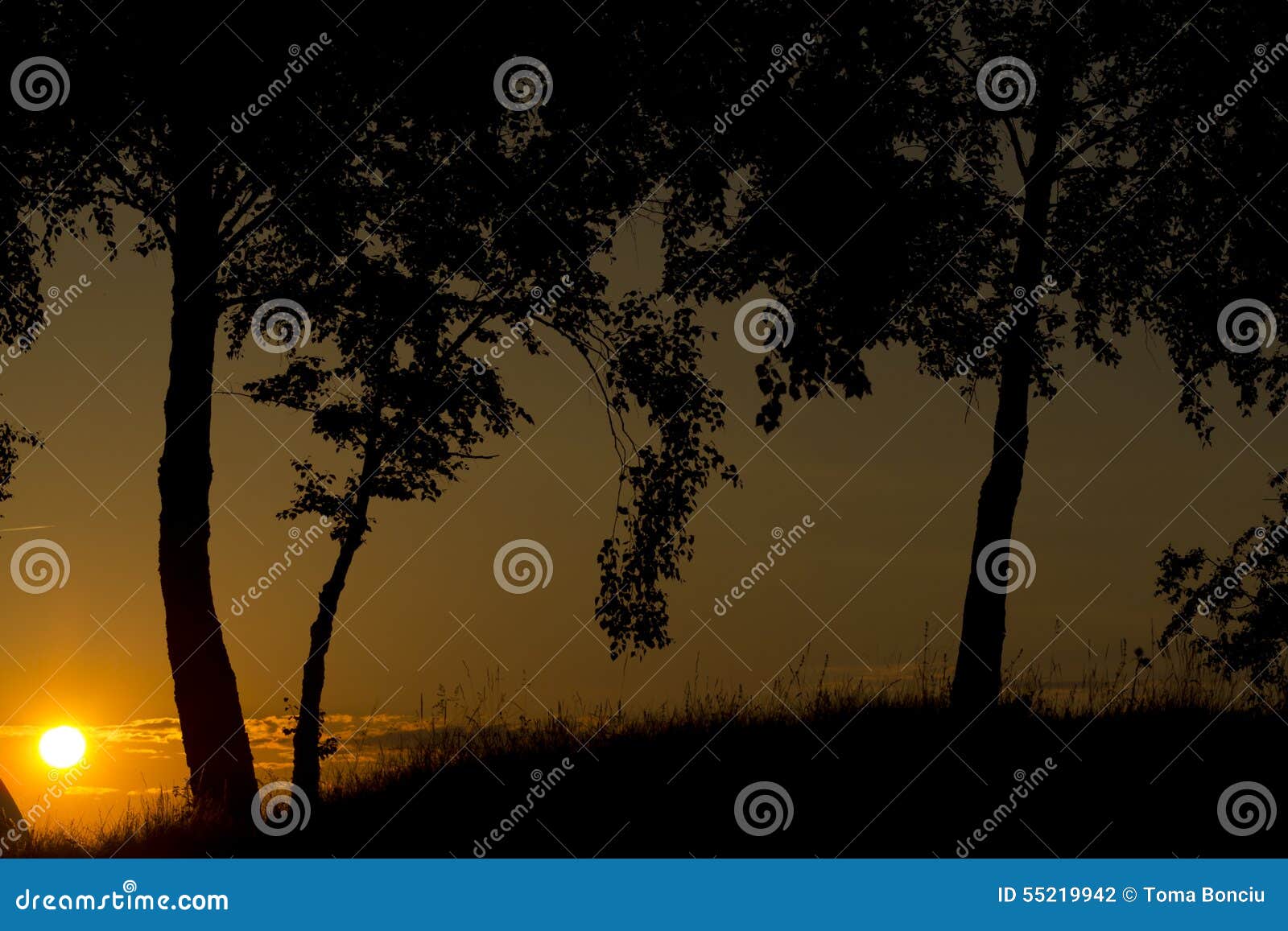 Trees landscape at sunrise stock photo. Image of light - 55219942