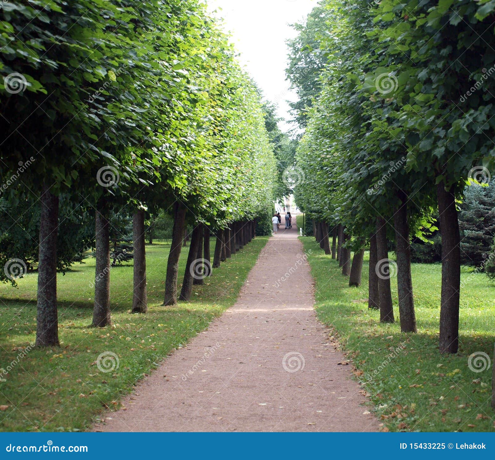 Trees lane stock image. Image of destination, shady, stone - 15433225