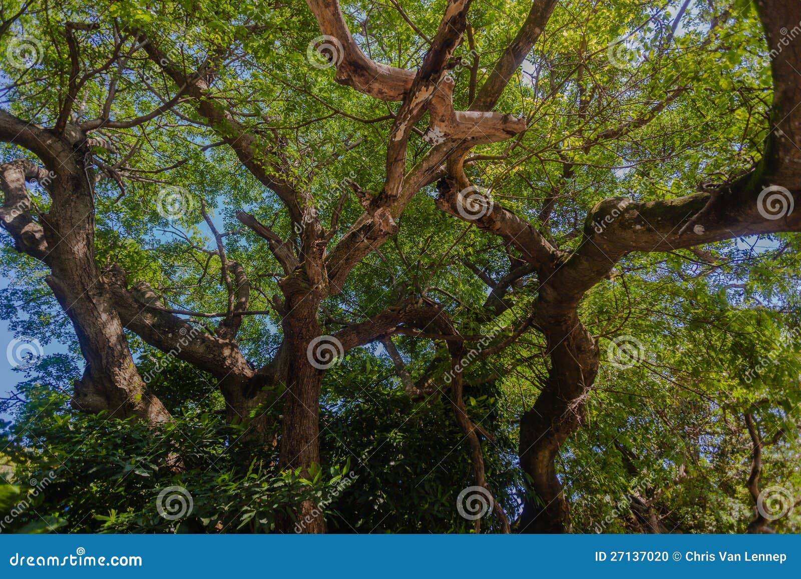 Trees Large Covering stock photo. Image of protection - 27137020