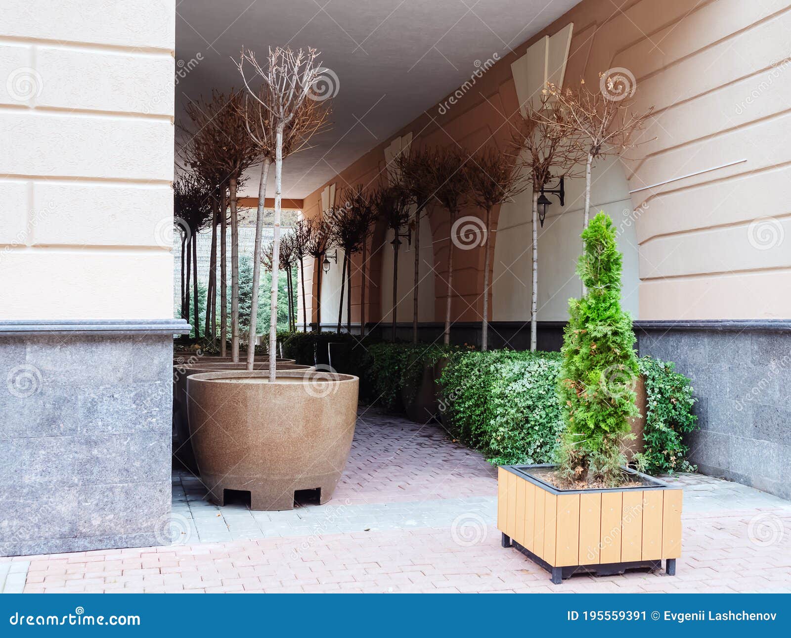 Trees in Large Pots Stand Along the Walls in a Passage Under a ...