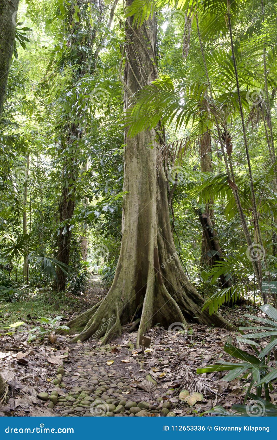 Large Roots Of An Old Wide Tree Royalty-Free Stock Image ...