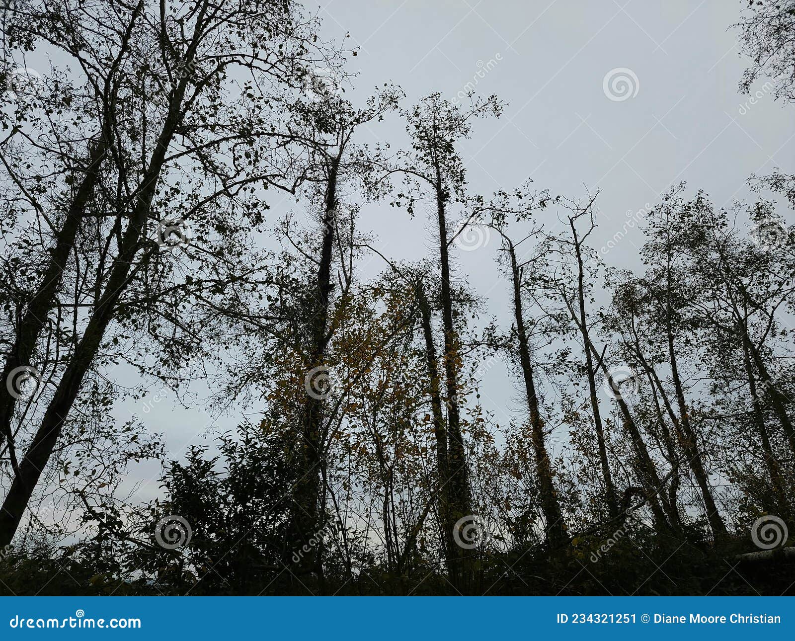 Royalty Free Images, Cartoons, Illustrations And Photos Designed By ...