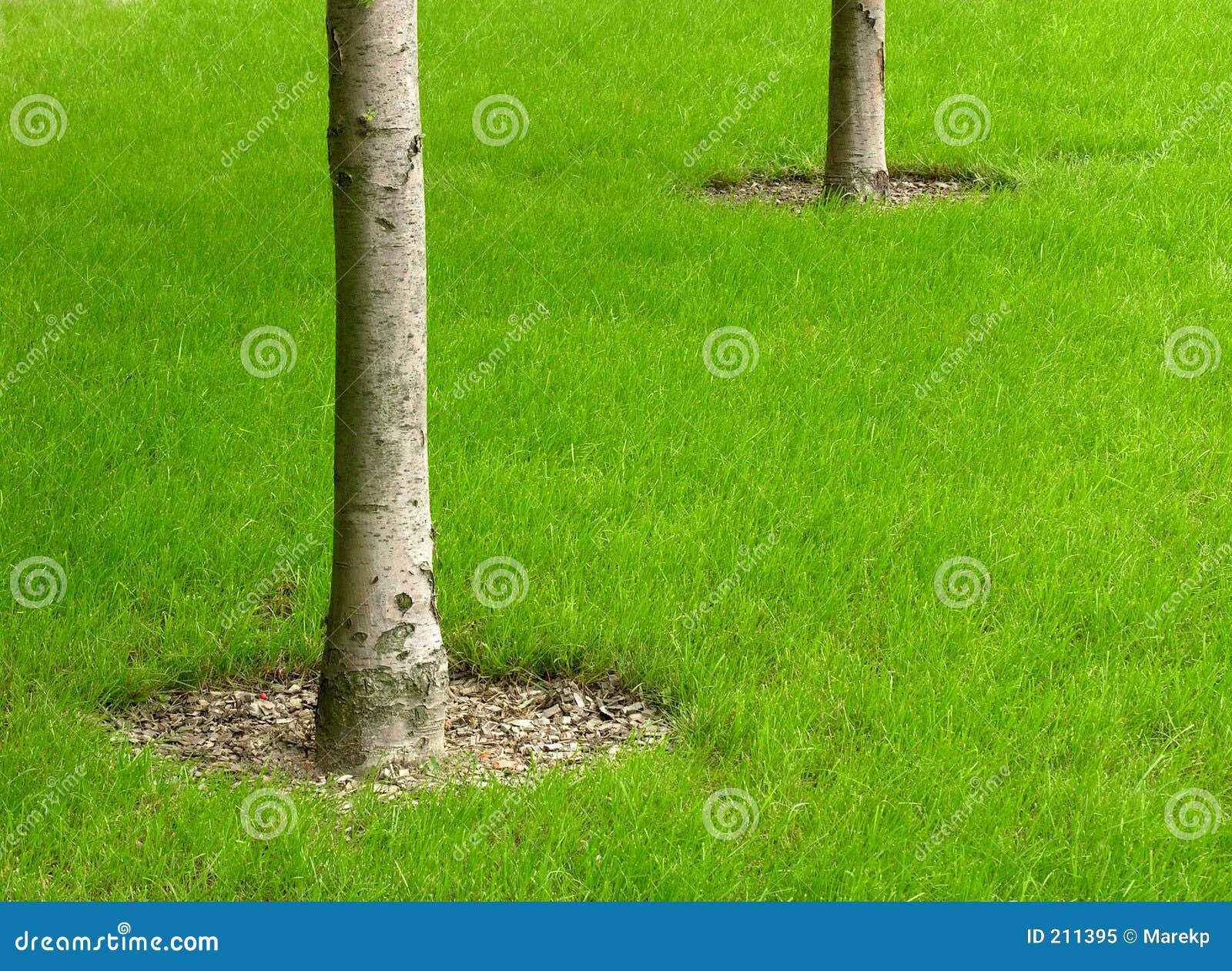 Trees on the lawn stock image. Image of landscaping, bark - 211395