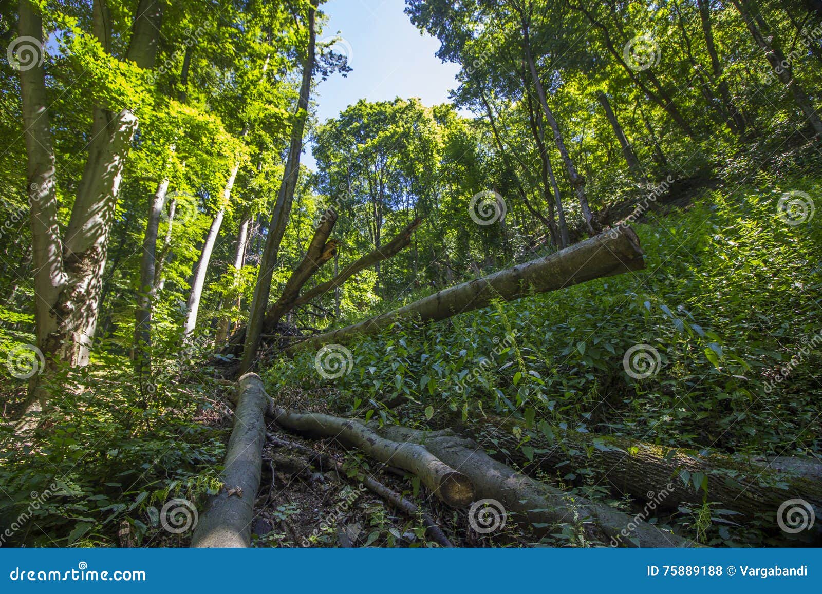 Trees are Laying in the Forest Stock Photo - Image of circles ...