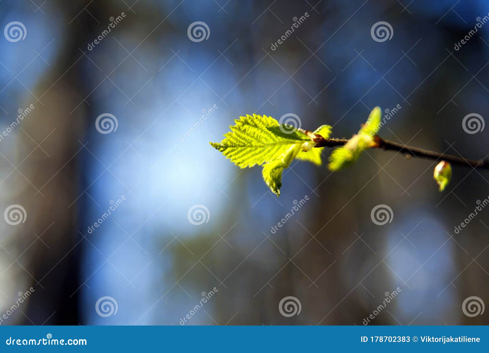 Trees leaf out in spring stock image. Image of leafing - 178702383