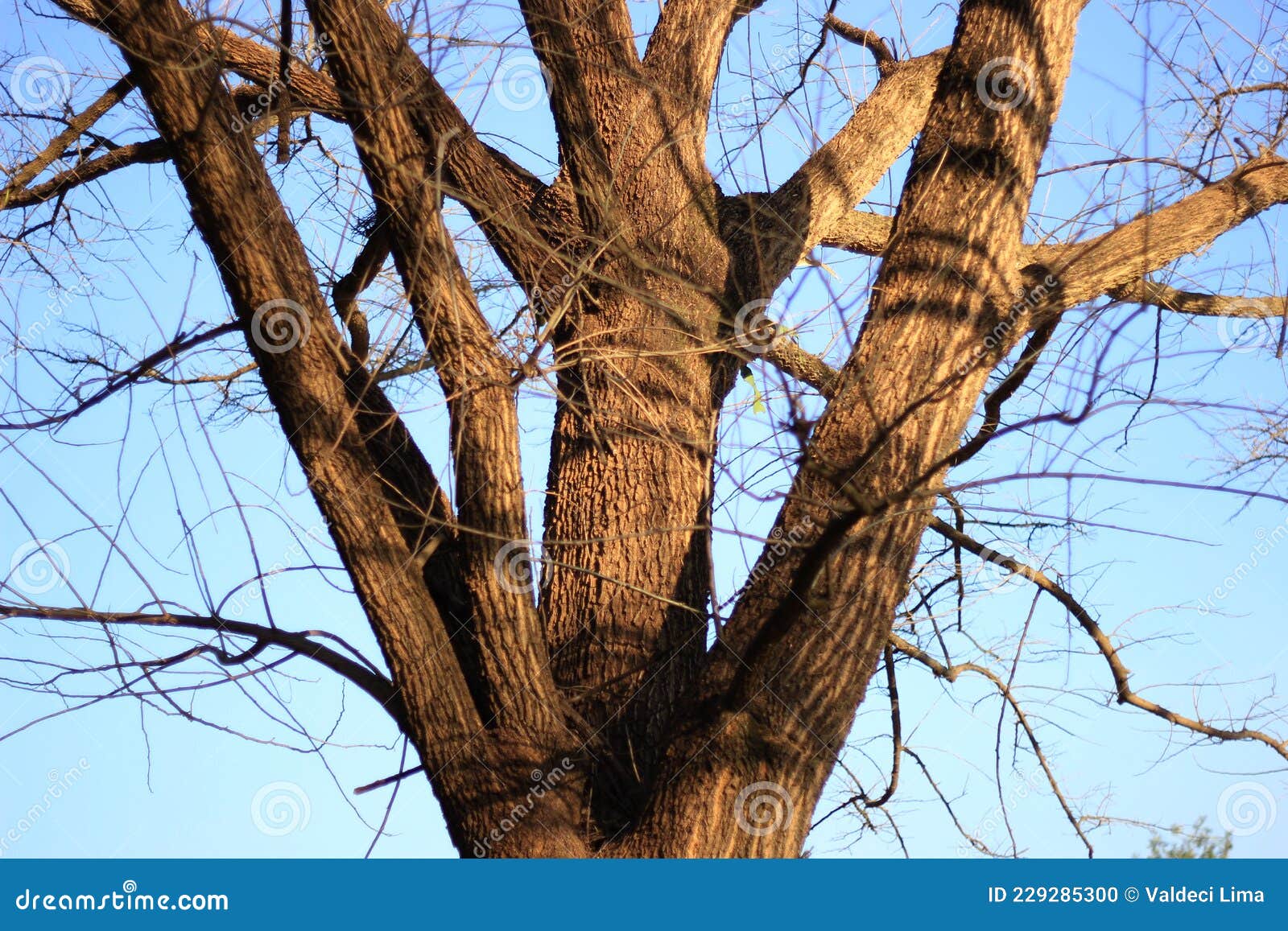 Trees with Leafless Branches, Exposed Trunk and Branches. Stock Photo ...