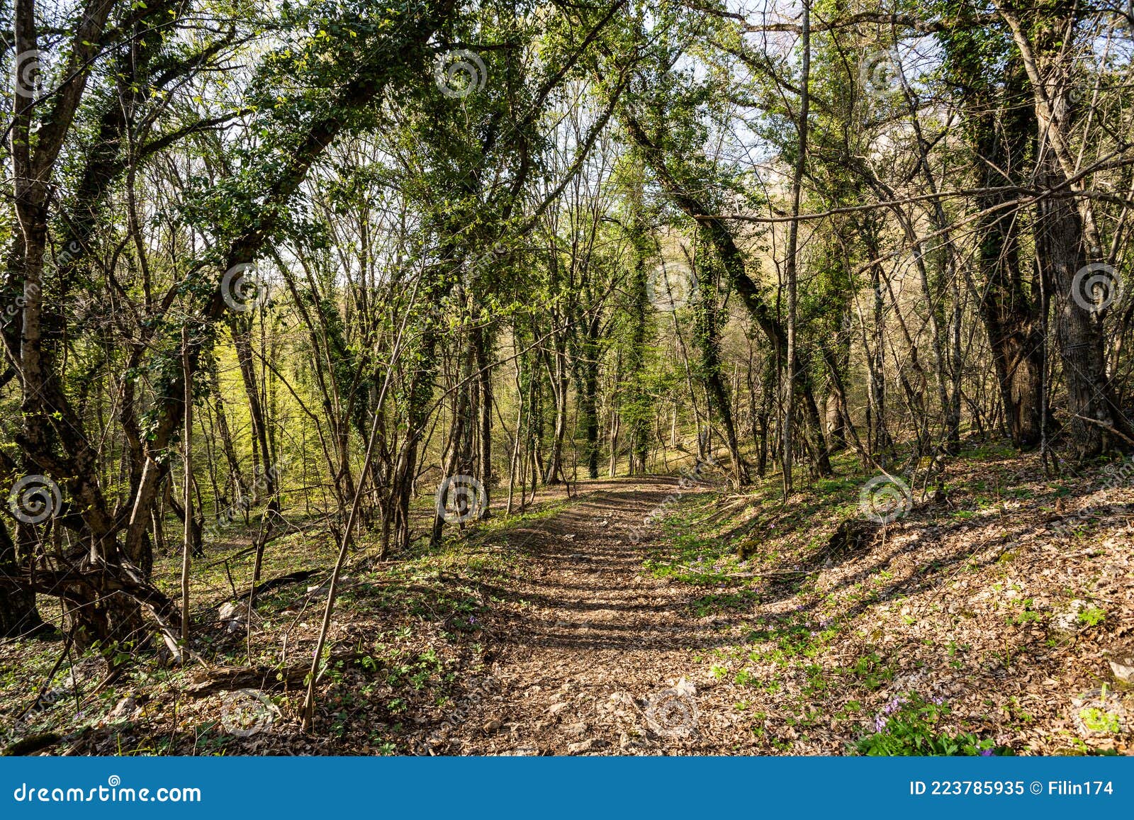 Trees are Leaning Over the Forest Path. Arch of Trees Stock Image ...