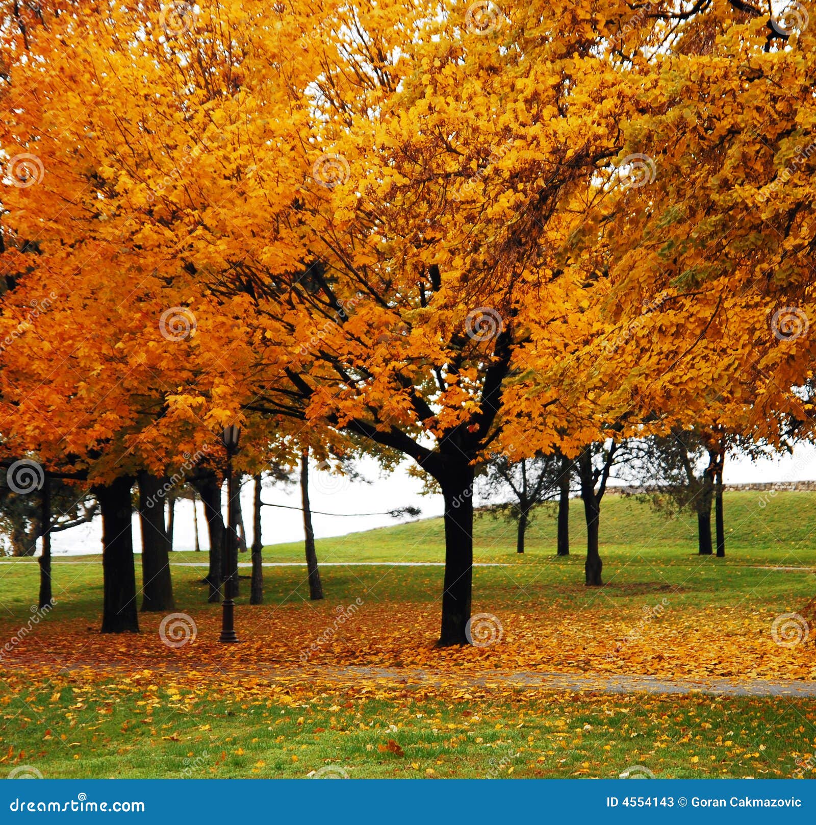 Trees and leaves stock image. Image of environment, early - 4554143