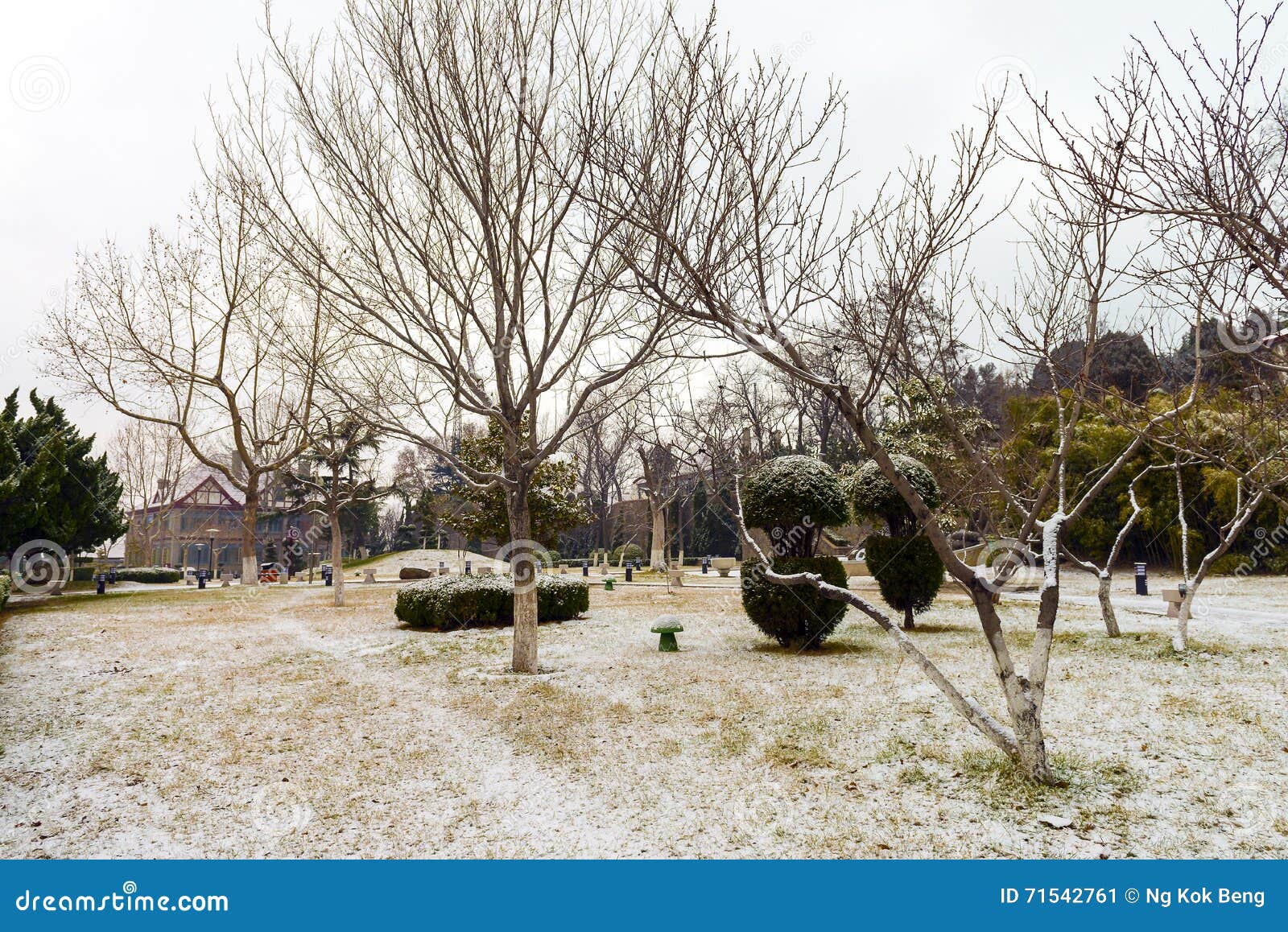 Trees without Leaves at a Park during Winter Editorial Photo - Image of ...