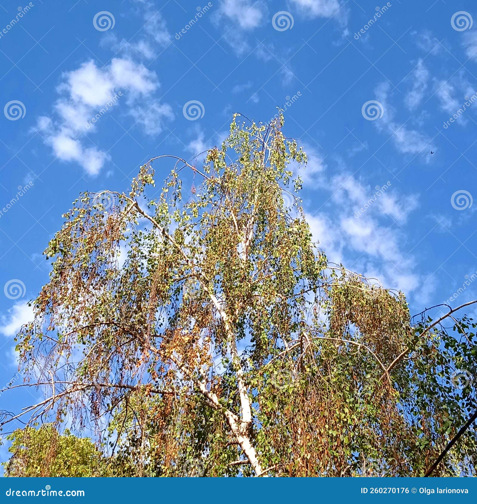 Trees, Leaves Plants, Sky Nature. Stock Photo - Image of nature, cloud ...
