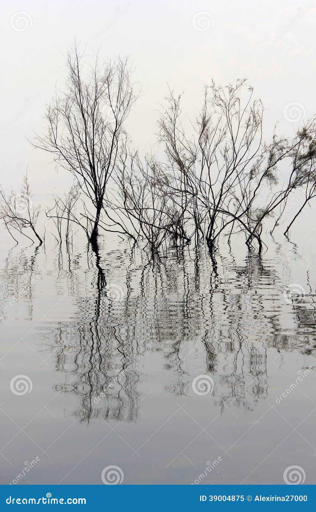 Trees without Leaves Reflected in the Water Stock Image - Image of ...