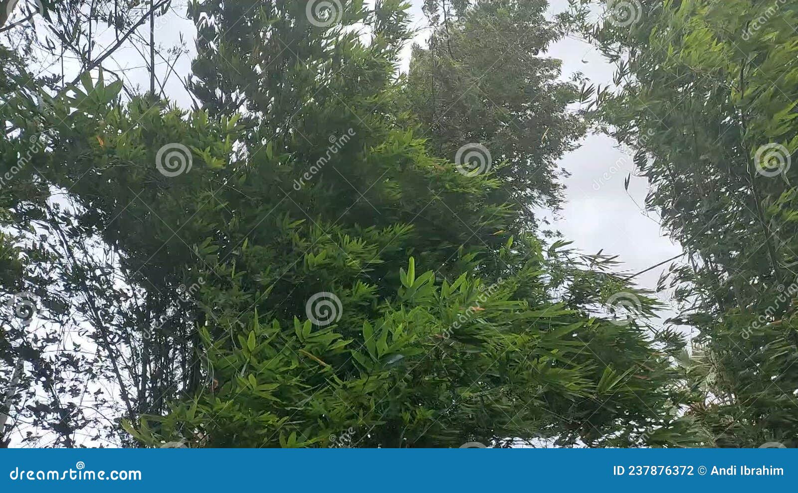 The Trees and Leaves Swaying Stock Footage - Video of bringing, asian ...