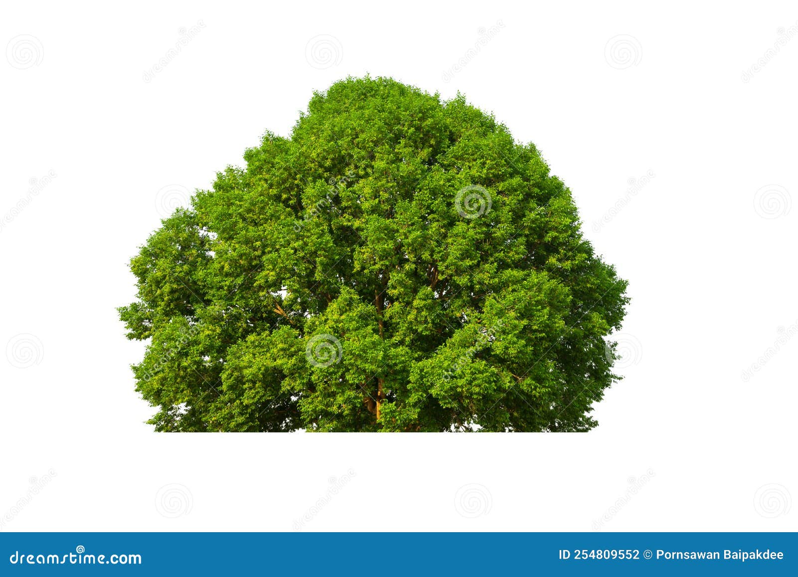 Trees and Leaves Taken from a Low Angle To the Top of the Stock Photo ...