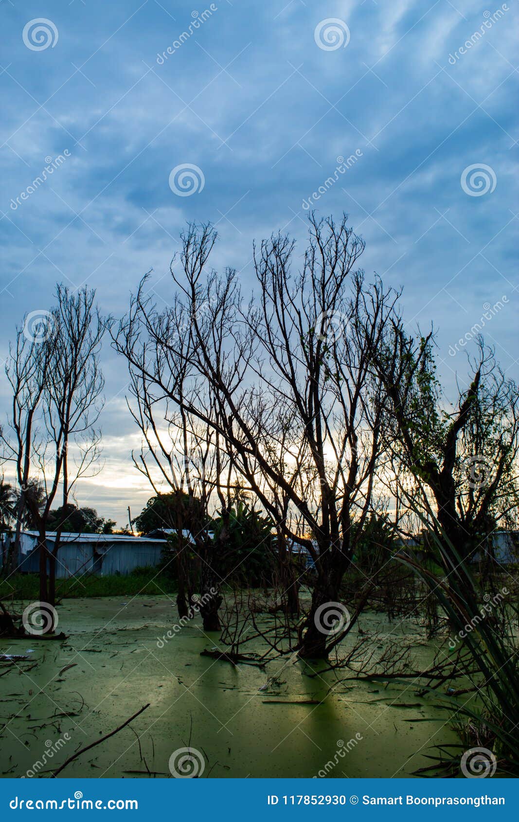 Trees without leaves stock photo. Image of beautiful - 117852930