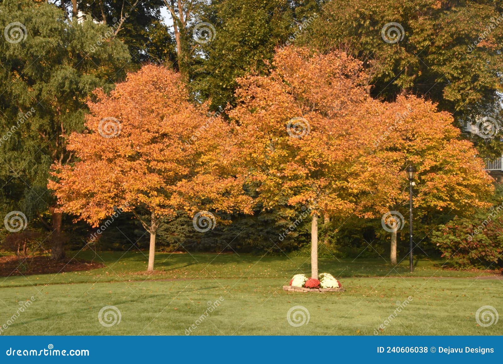 Trees with Leaves Turning Orange in the Fall Stock Photo - Image of ...